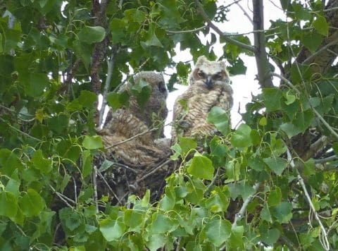 Visitor Information | Friends Of The Brown Canyon Ranch
